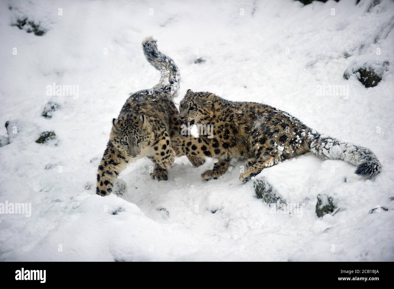 Snow leopards nepal hi-res stock photography and images - Alamy