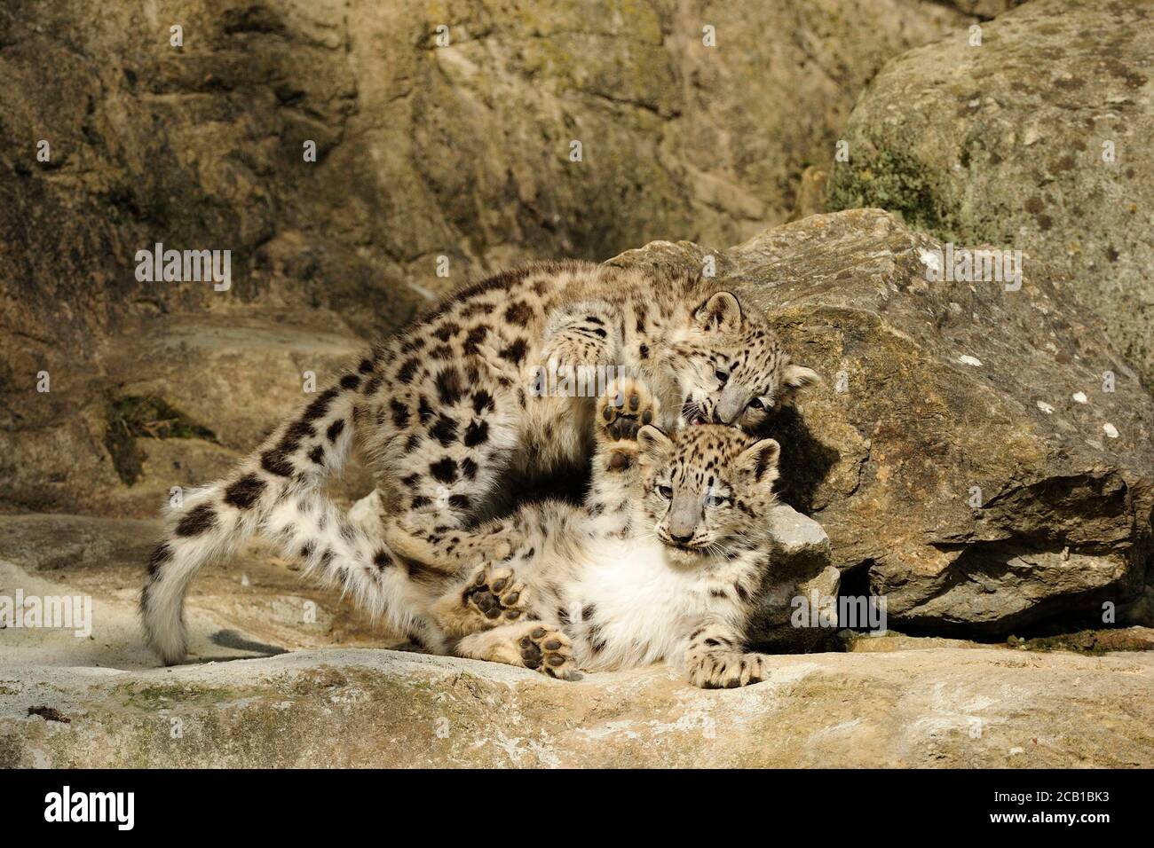 Boy Snow leopards (Panthera uncia), captive, playing on rocky outcrop ...