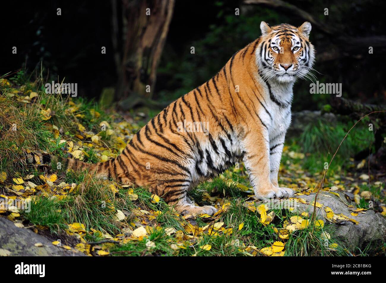 Siberian tiger (Panthera tigris altaica), adult, sitting in the grass and looking into the ...