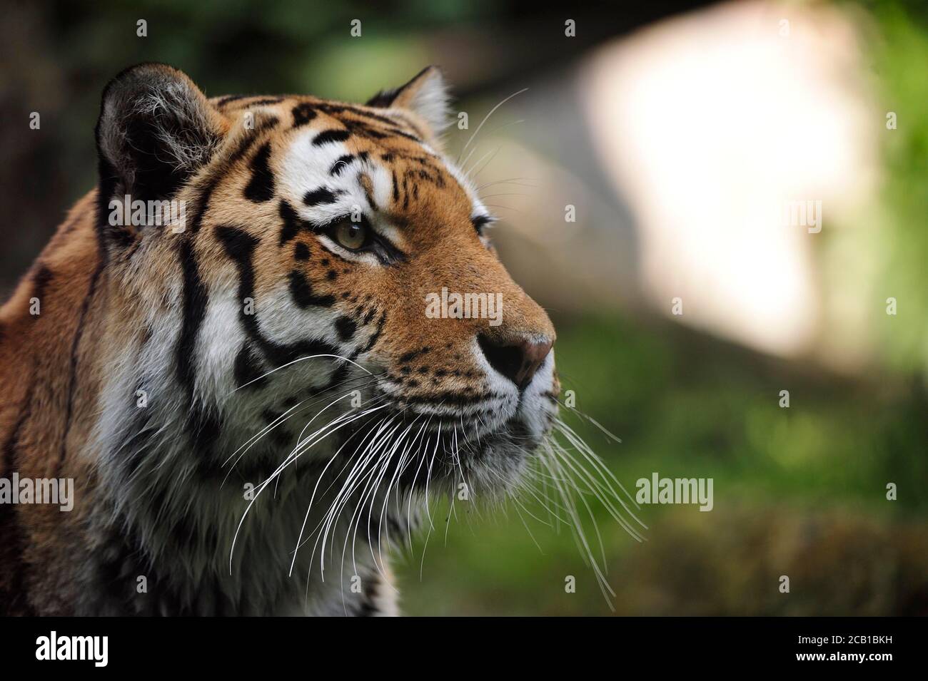 Siberian tiger (Panthera tigris altaica), adult, portrait, captive Stock Photo - Alamy