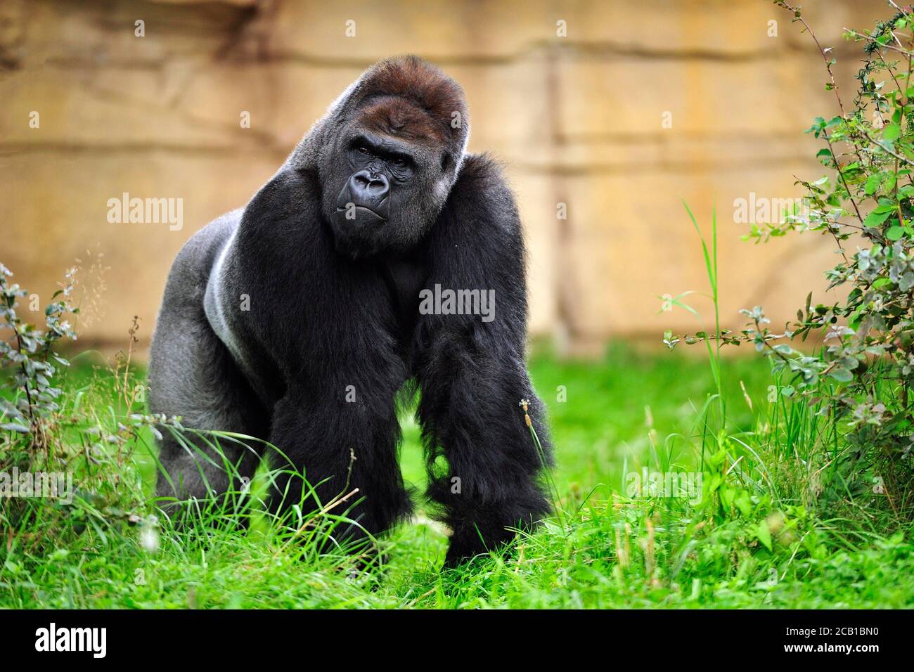 Gorilla Standing Up Side View