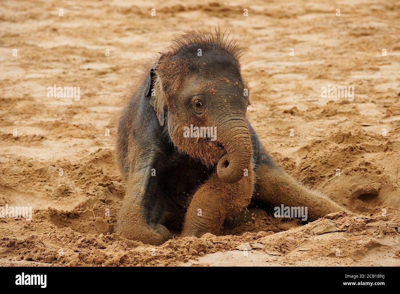 Young animal rolling in the sand hi-res stock photography and images ...