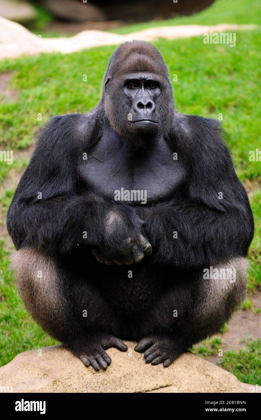 Western lowland gorilla (Gorilla gorilla gorilla), adult male ...