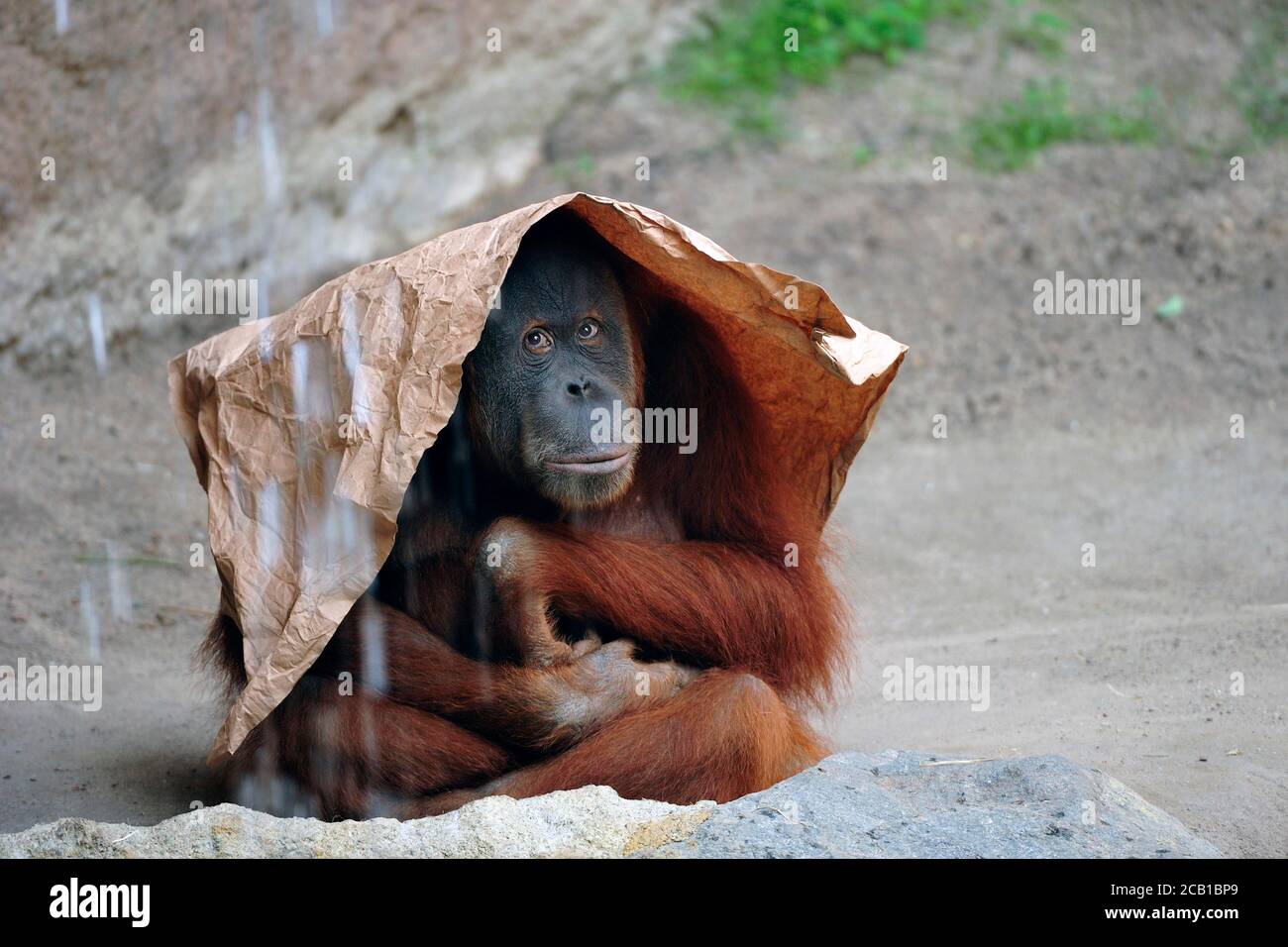 Orangutan (Pongo), sits on the floor with paper bag over his head ...
