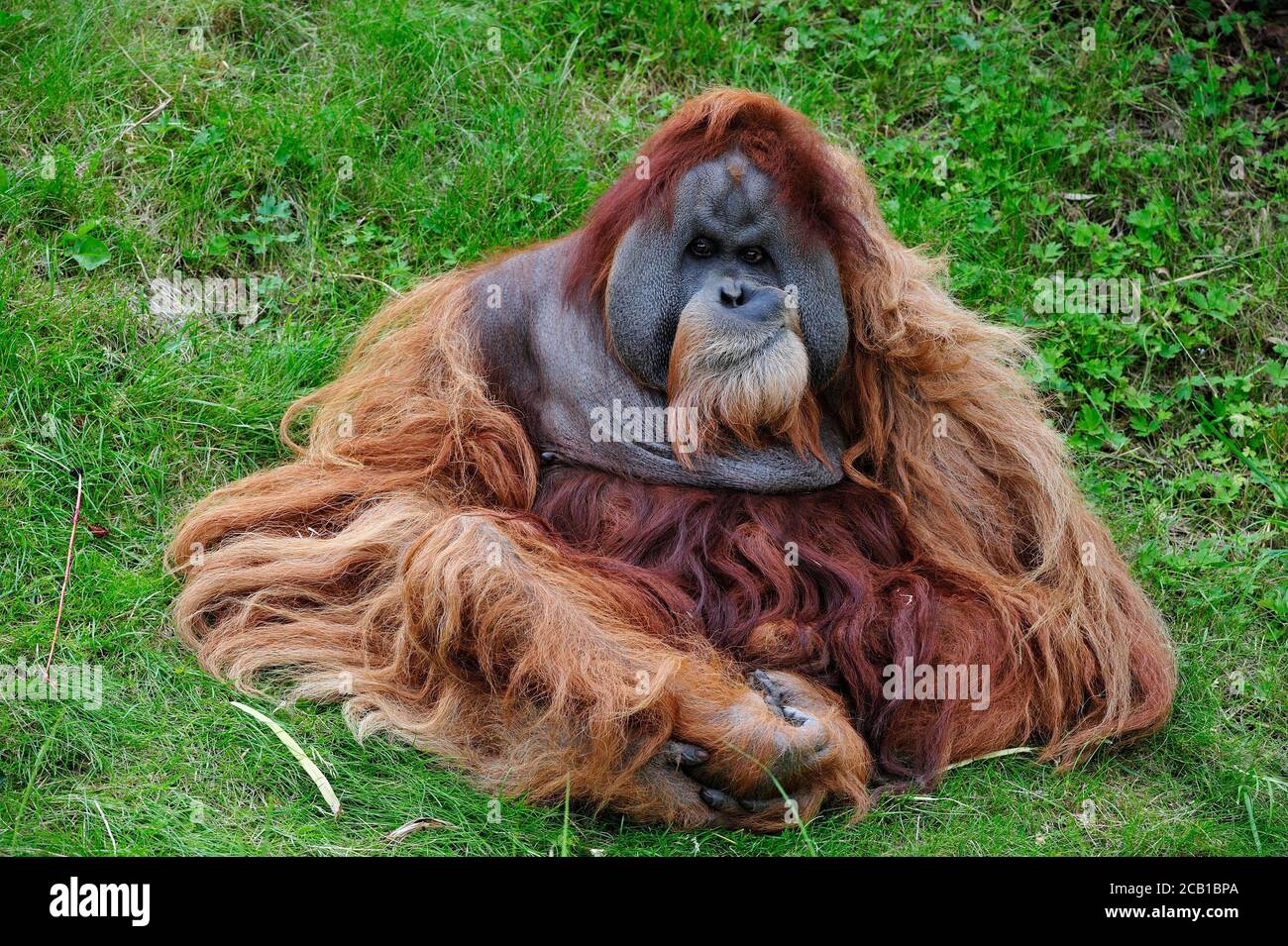Orangutan (Pongo), male sitting in the grass, captive Stock Photo - Alamy