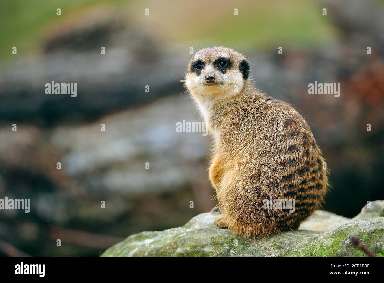 Occurrence southern africa hi-res stock photography and images - Alamy