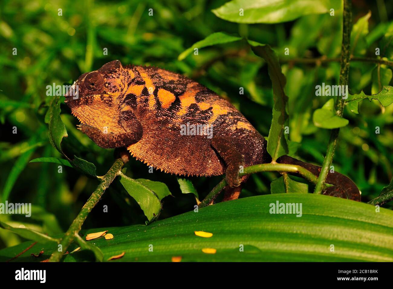 Panther chameleon (Furcifer pardalis), on branch, captive, occurrence ...