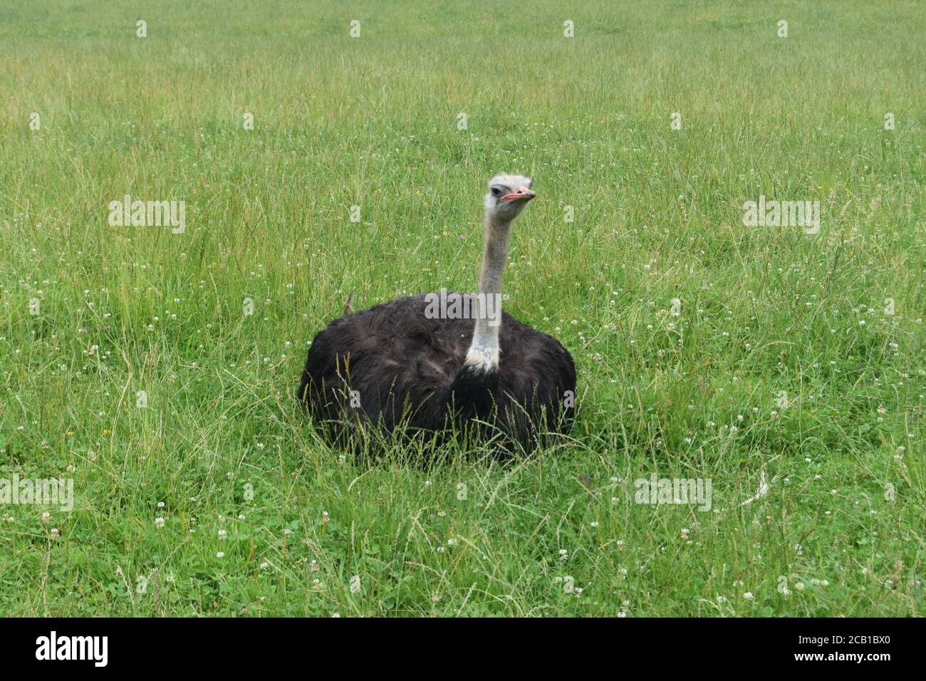 Common ostrich sitting hi-res stock photography and images - Alamy
