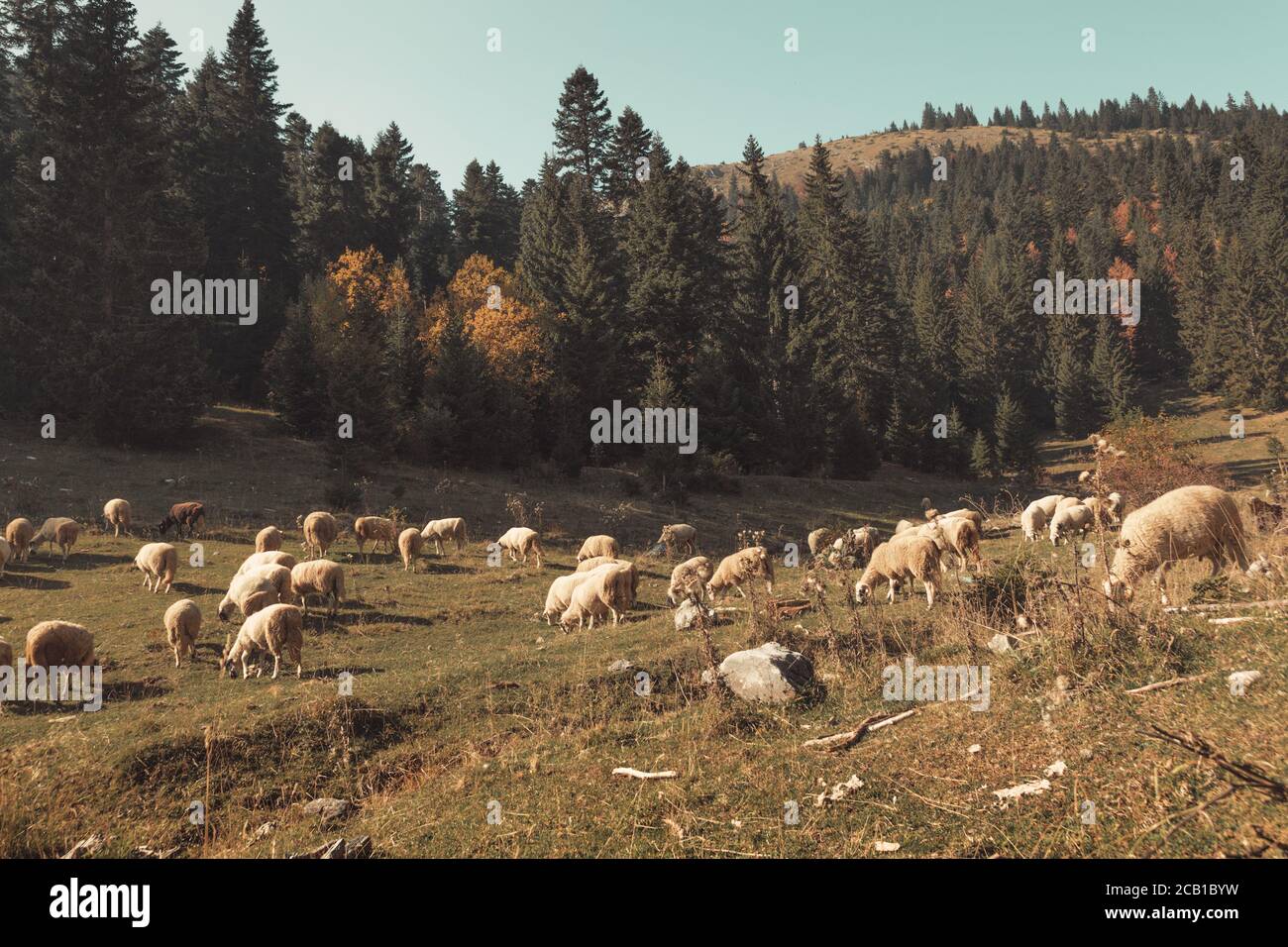 grazing herd of sheep at hill of Boge of Rogove. Kosovo Stock Photo - Alamy