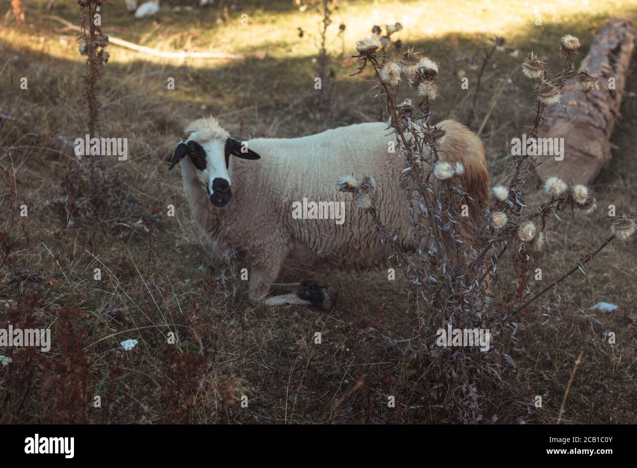 Stand on knee hi-res stock photography and images - Alamy