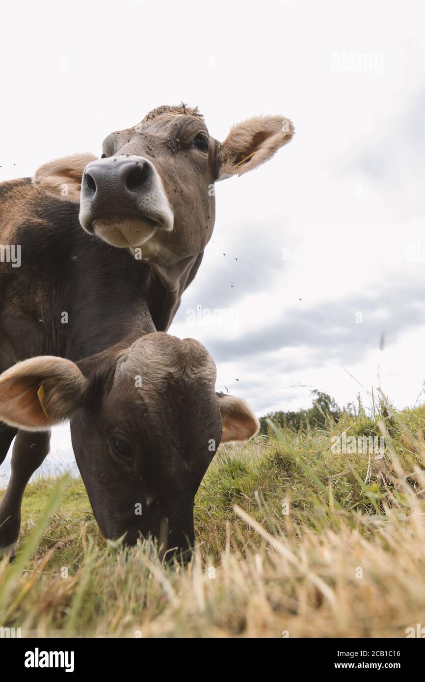 Two cows together hi-res stock photography and images - Alamy