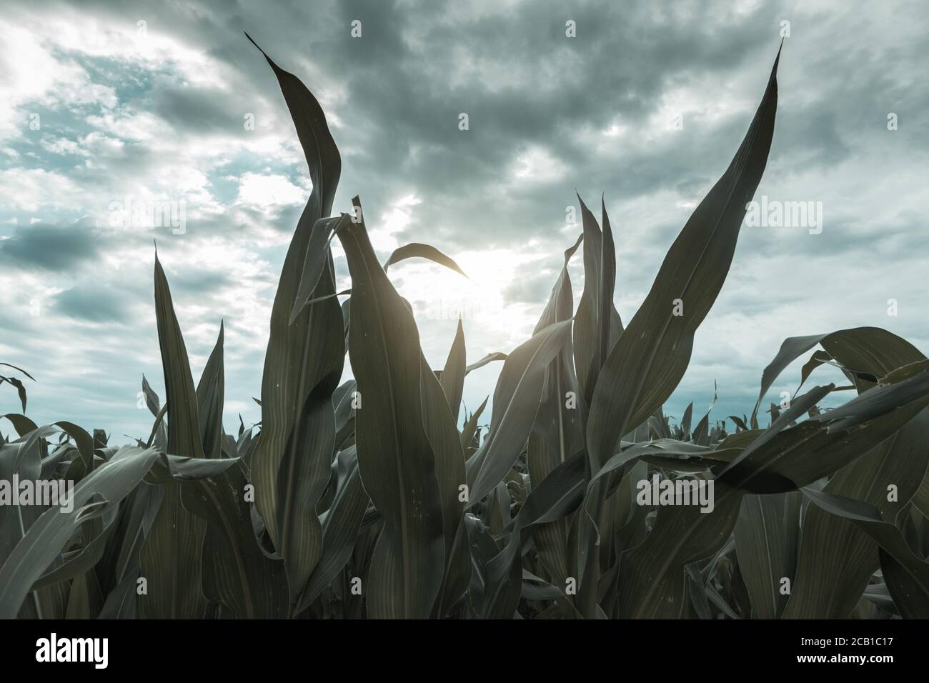 Creepy plant hi-res stock photography and images - Alamy