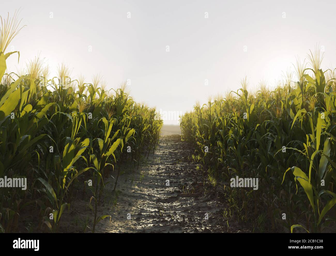 3d rendering of path between two corn field in the evening sunlight ...
