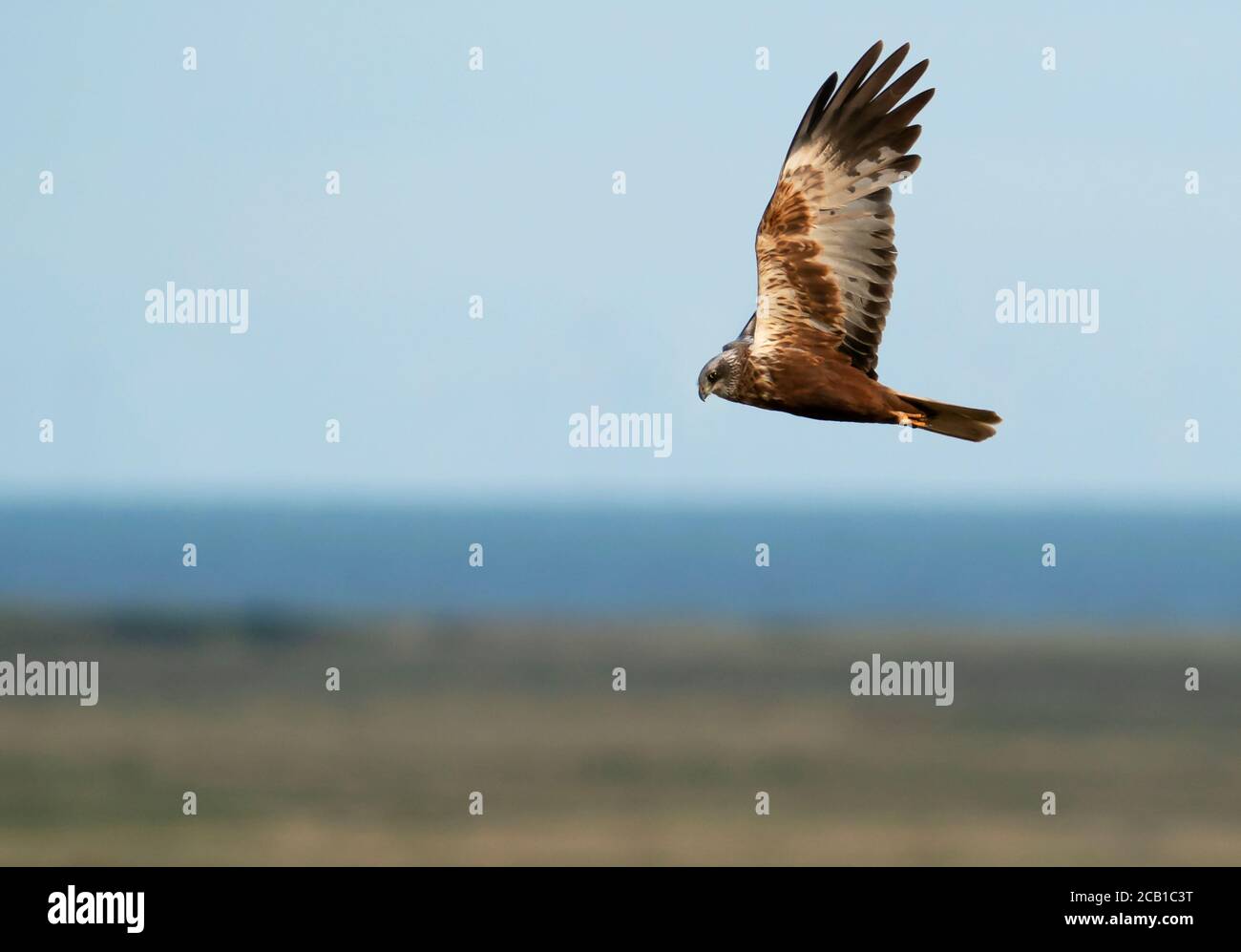 Marsh Harriers High Resolution Stock Photography and Images - Alamy