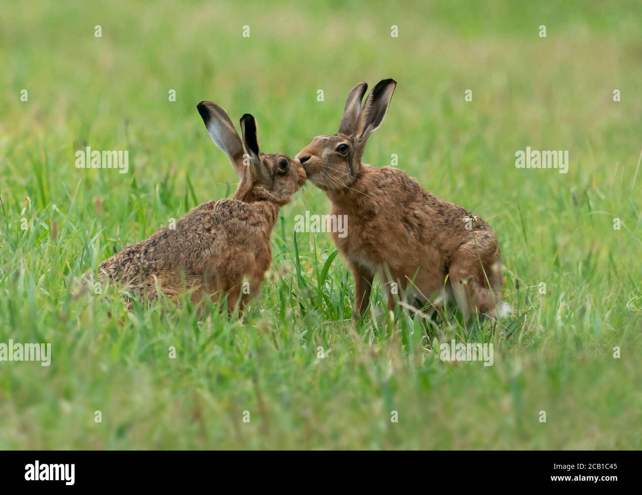 A male & female Brown Hare (Lepus europaeus) greet each other with a ...