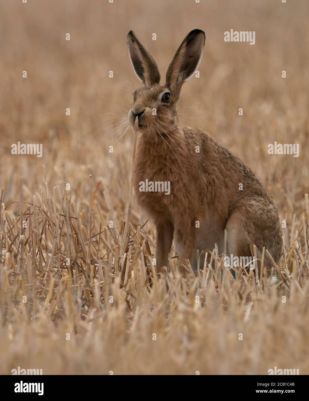Hare sitting hi-res stock photography and images - Alamy