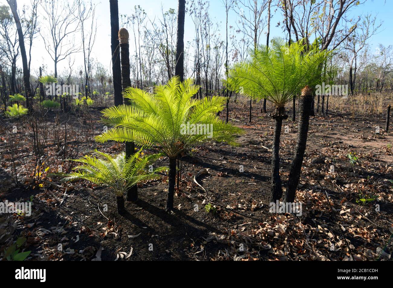 Tree ferns regrowth after a bushfire showing vegetation resilience ...
