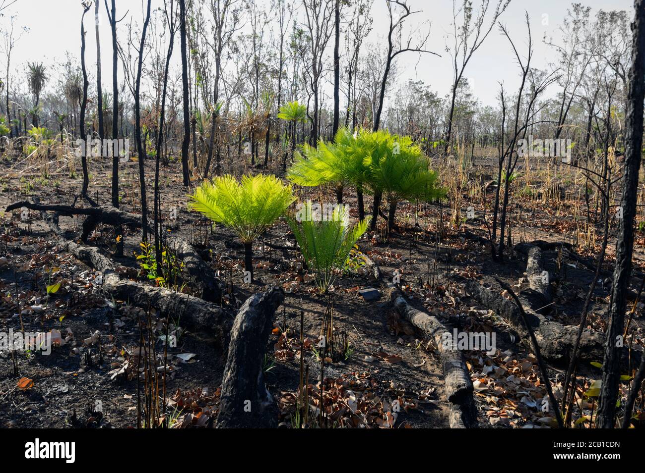 Tree ferns regrowth after a bushfire showing vegetation resilience ...