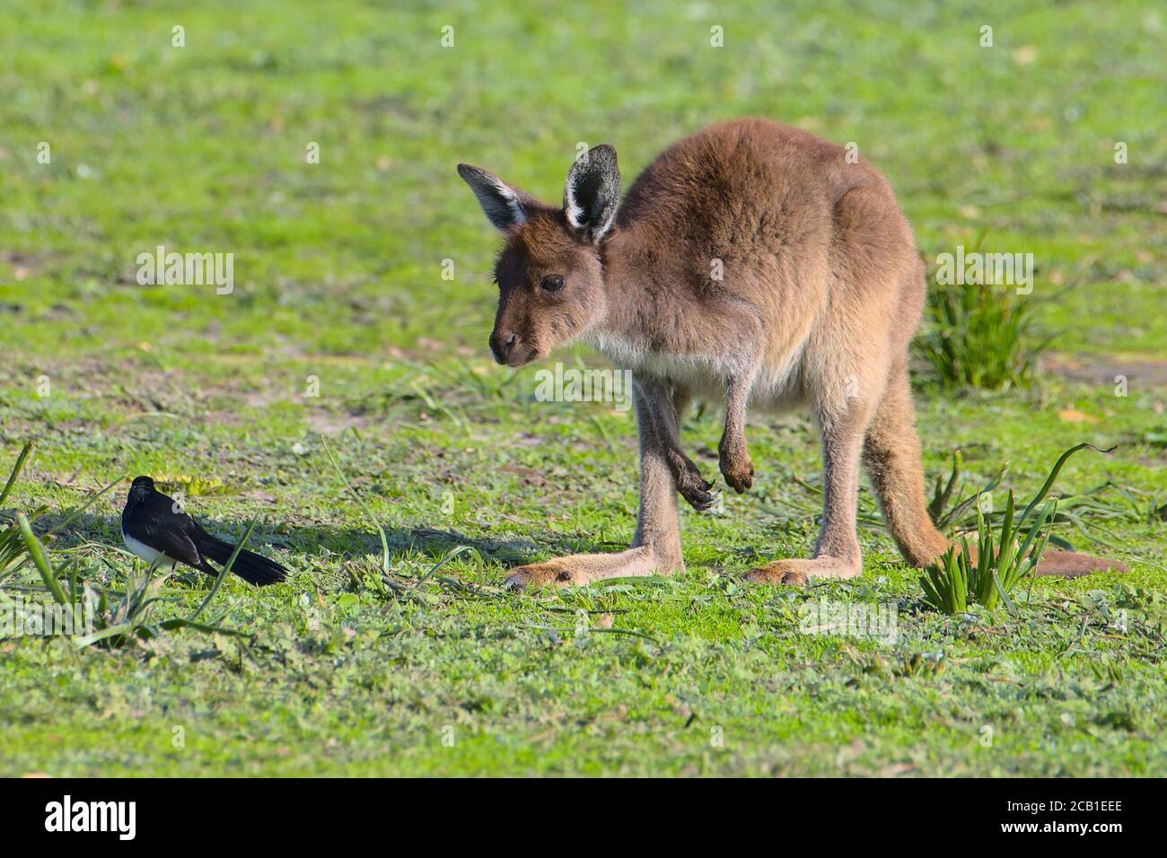 Kangaroo hunting hi-res stock photography and images - Alamy