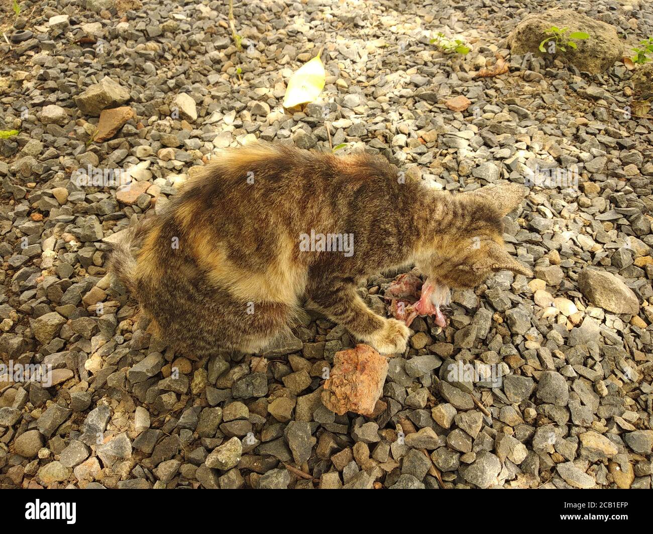 Hindquarter hi-res stock photography and images - Alamy