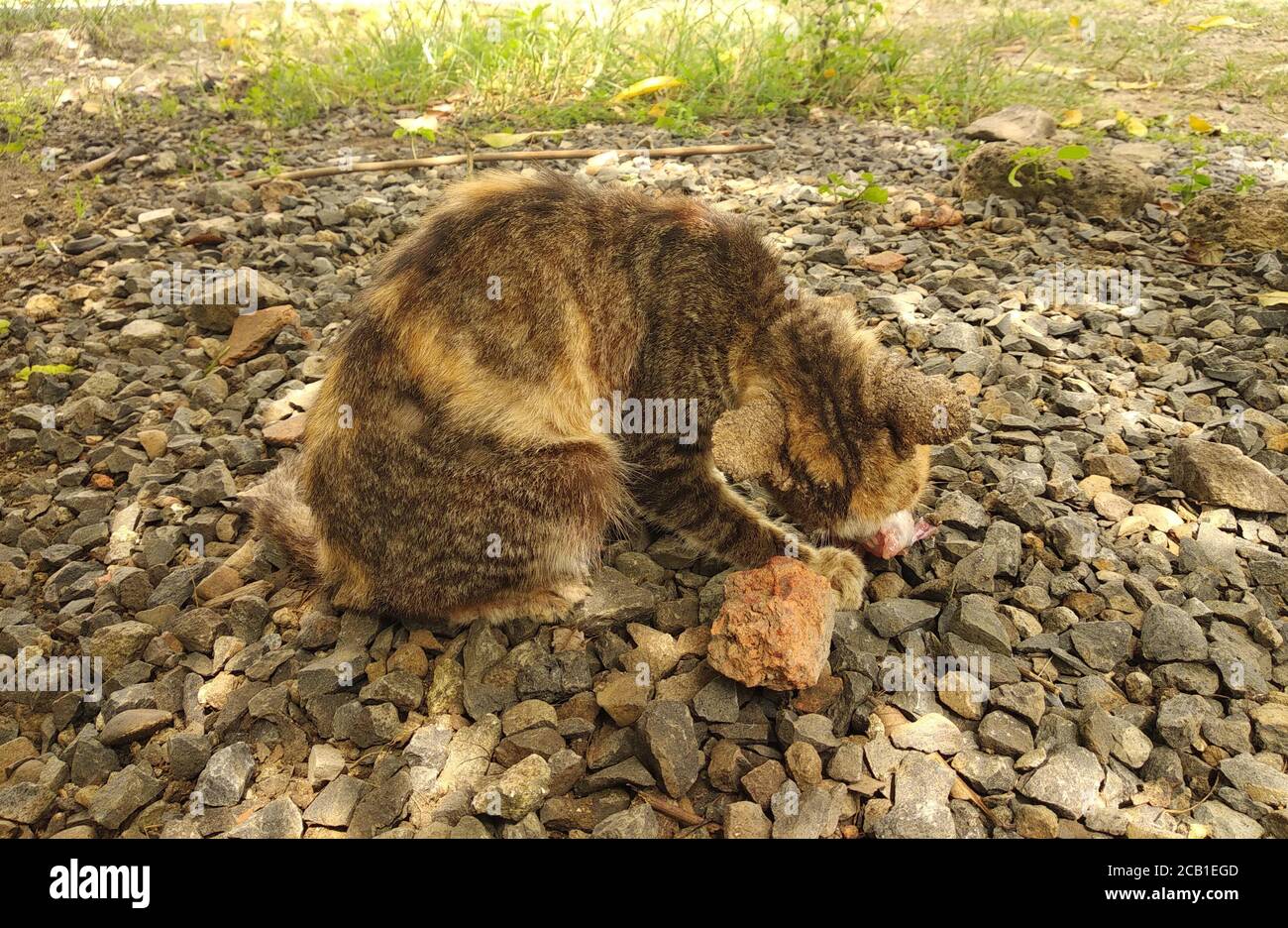 Closeup shot of a hungry cat eating a piece of meat Stock Photo - Alamy