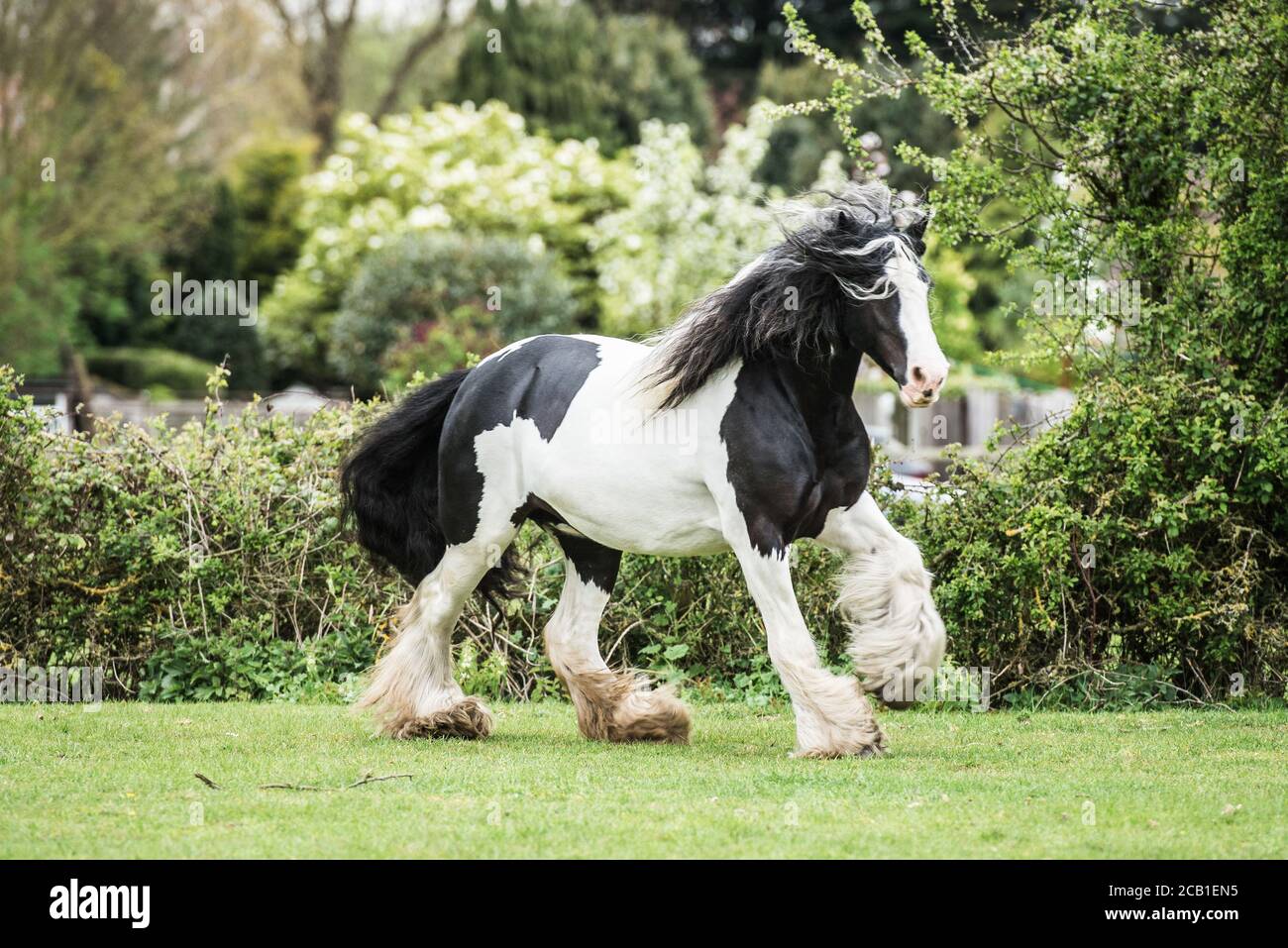 Solid Black Shire Horse