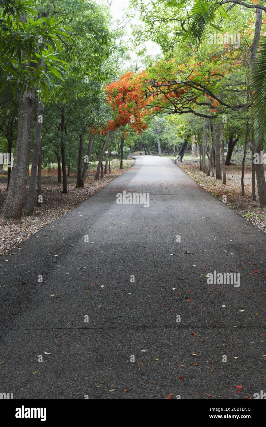 Autumn leaf fall on a lane hi-res stock photography and images - Alamy