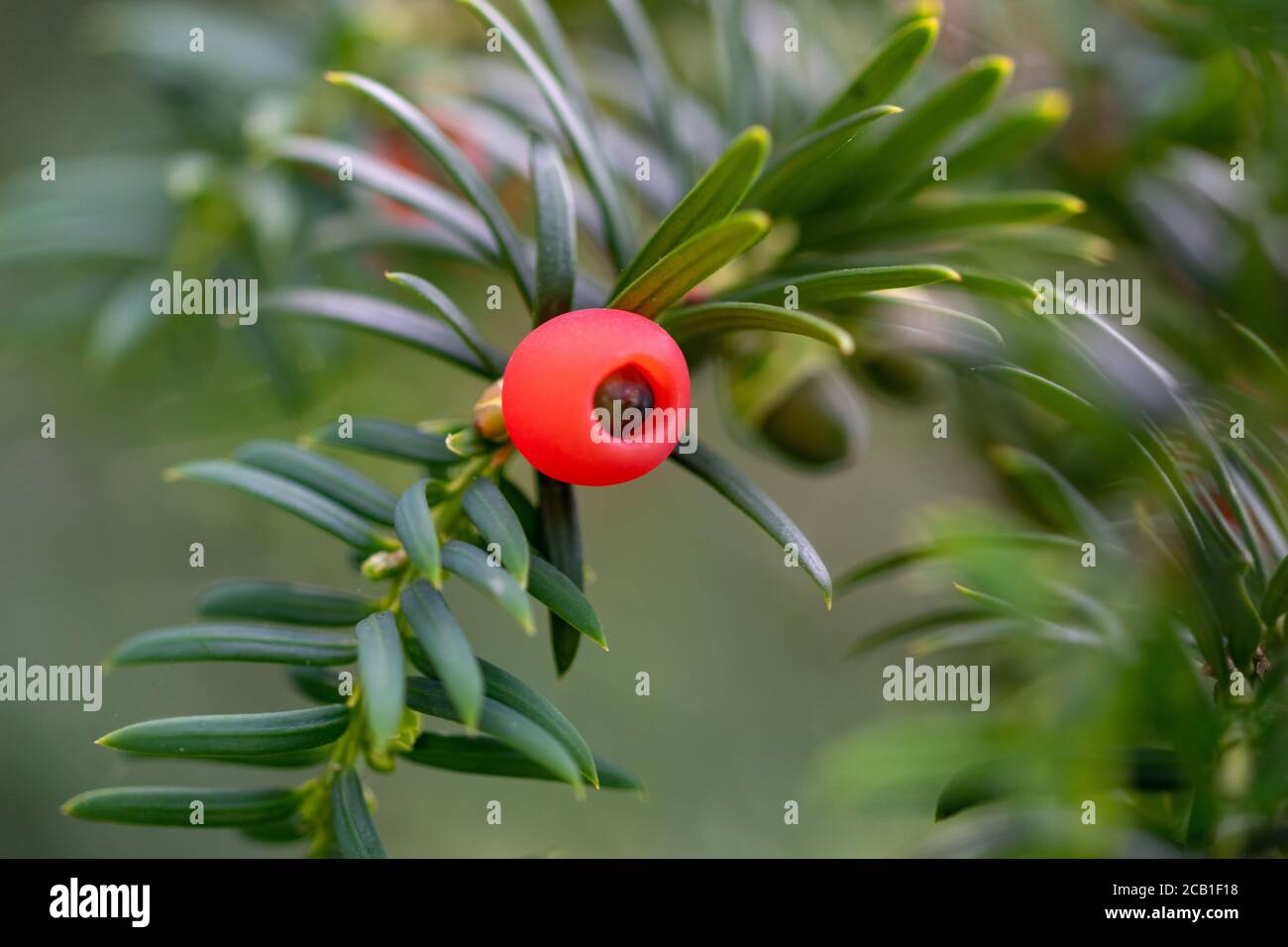English Yew Seeds High Resolution Stock Photography and Images - Alamy