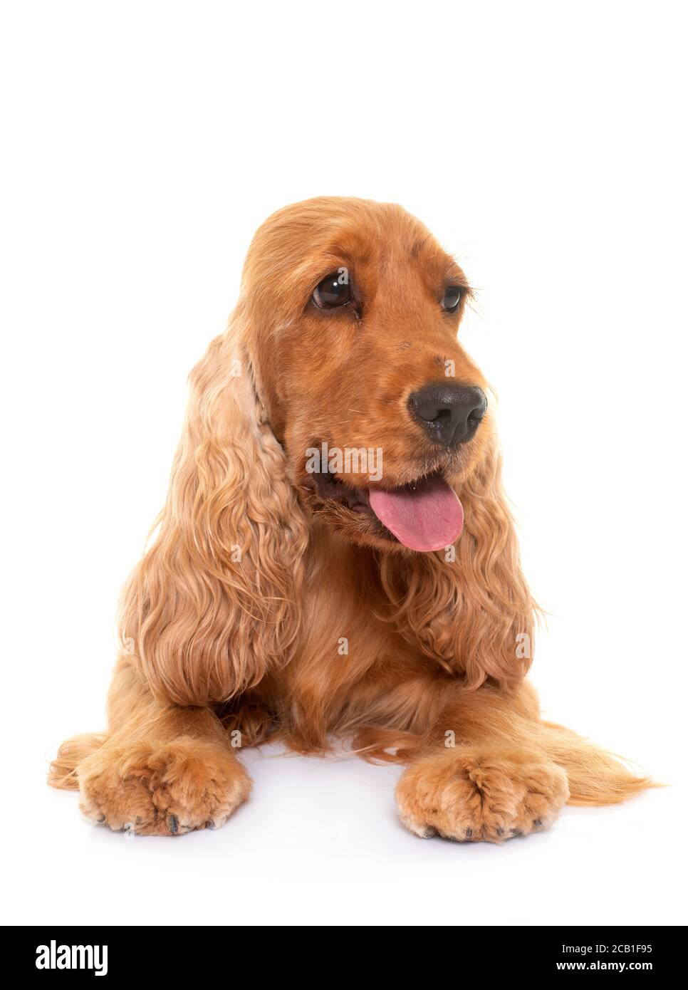 cocker spaniel in front of white background Stock Photo - Alamy