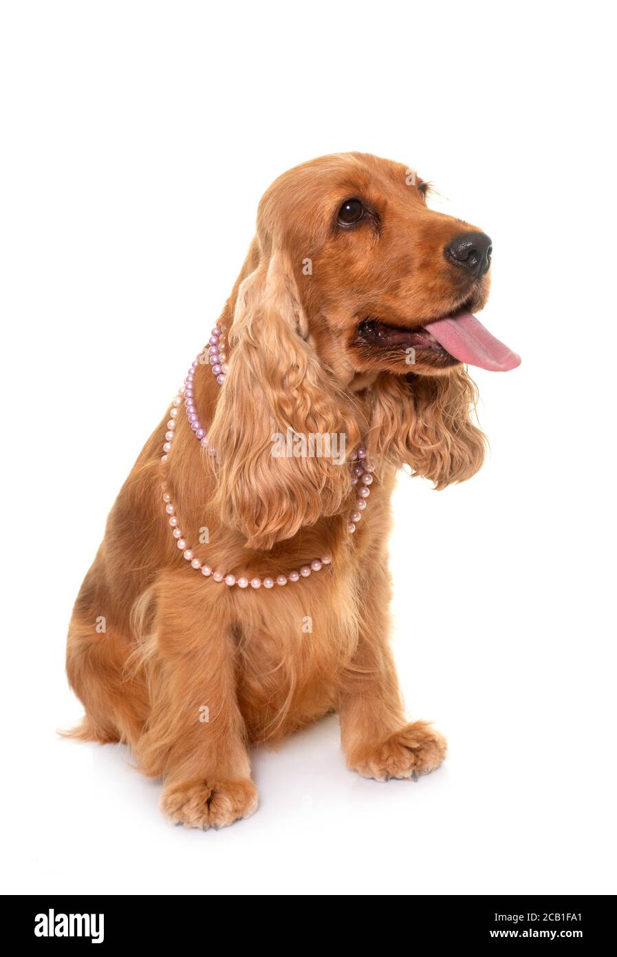 cocker spaniel in front of white background Stock Photo - Alamy