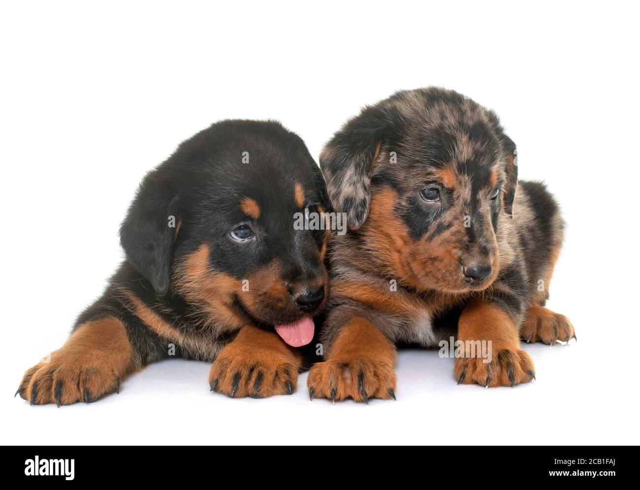 beauceron puppies in front of white background Stock Photo - Alamy
