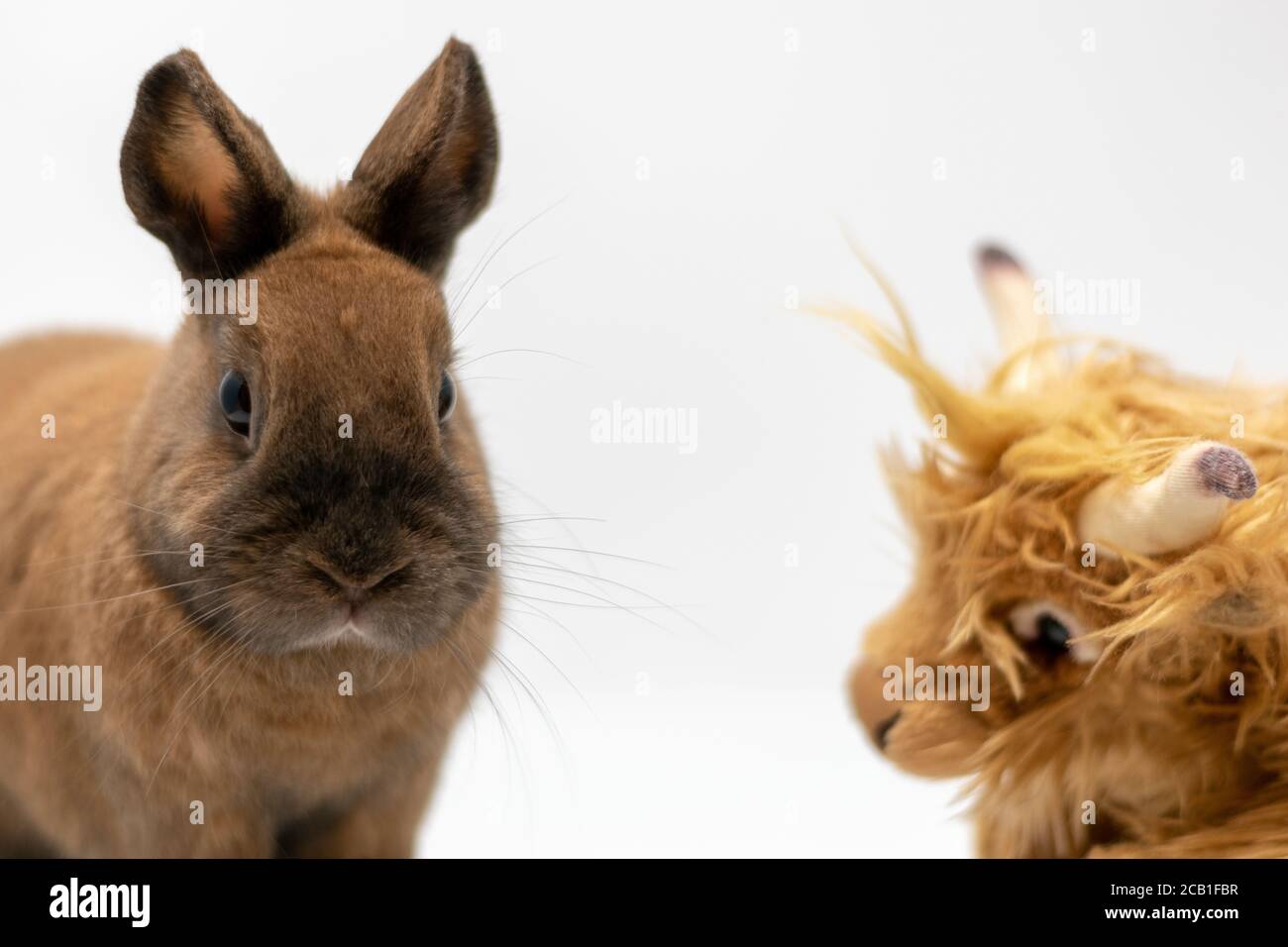 Rabbit captured with a fluffy toy with a white background Stock Photo ...