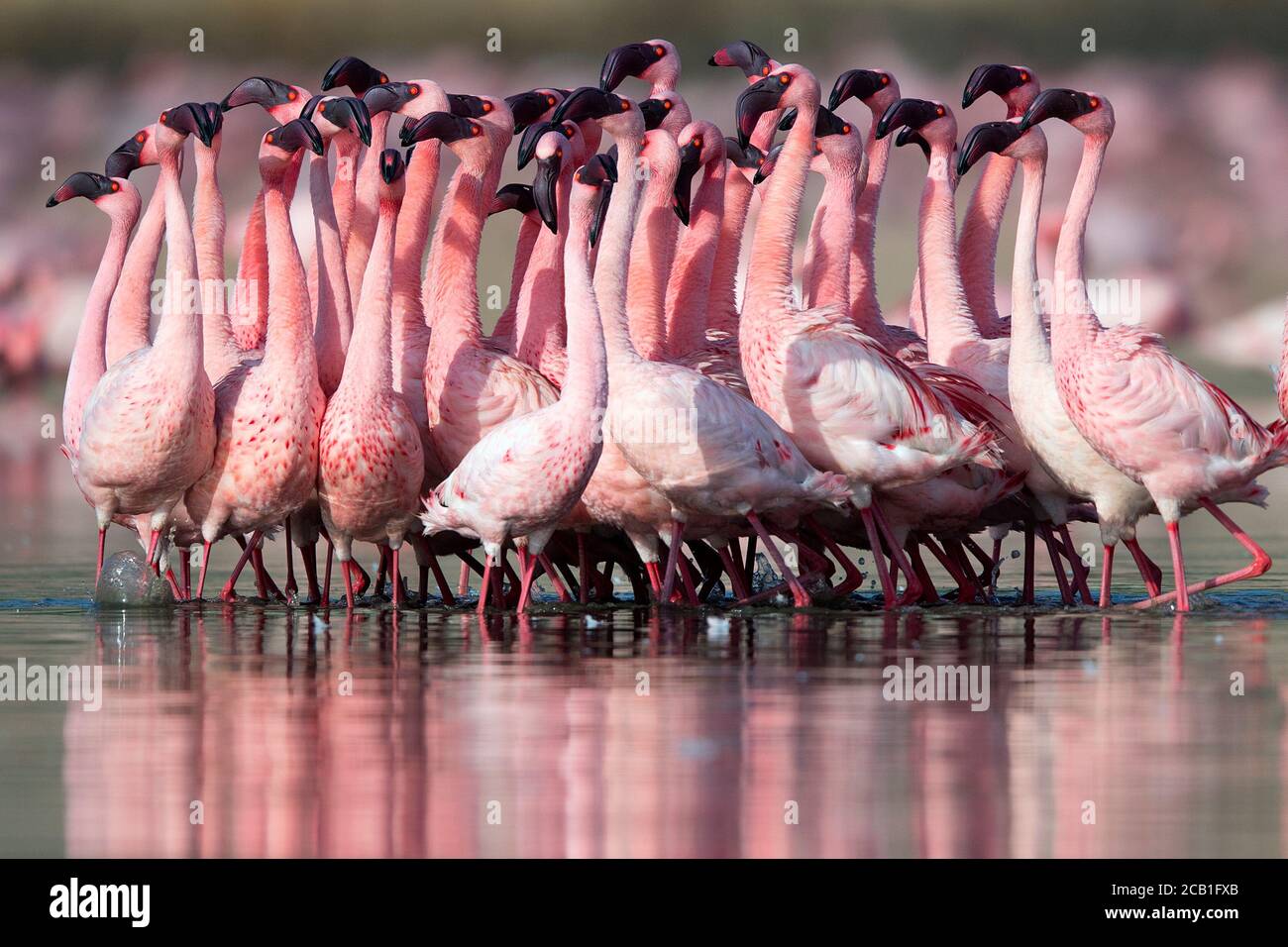 The image of Lesser flamingo (Phoenicoparrus minor) courtship dance in ...