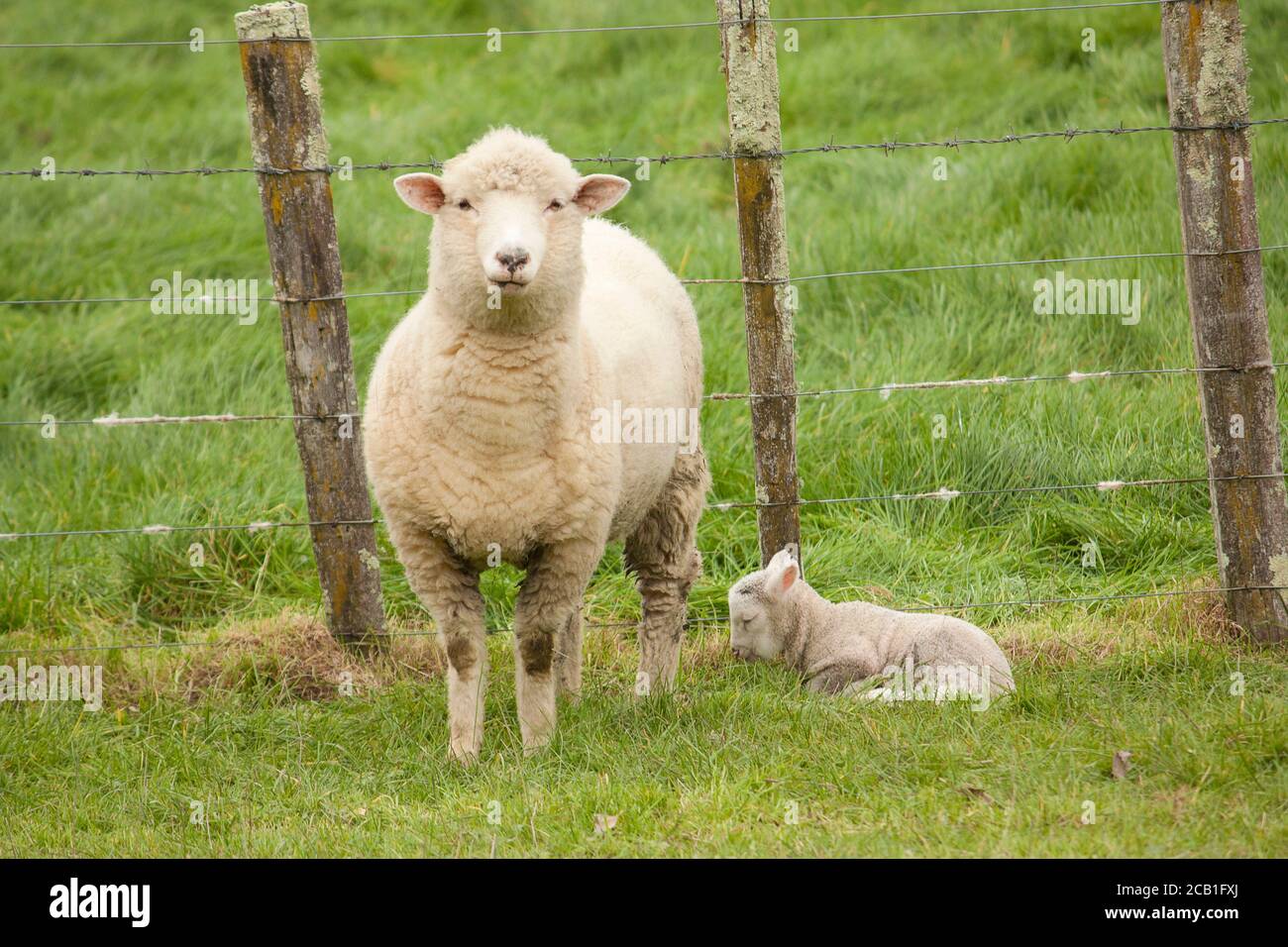 Sheep with Lambs Stock Photo - Alamy