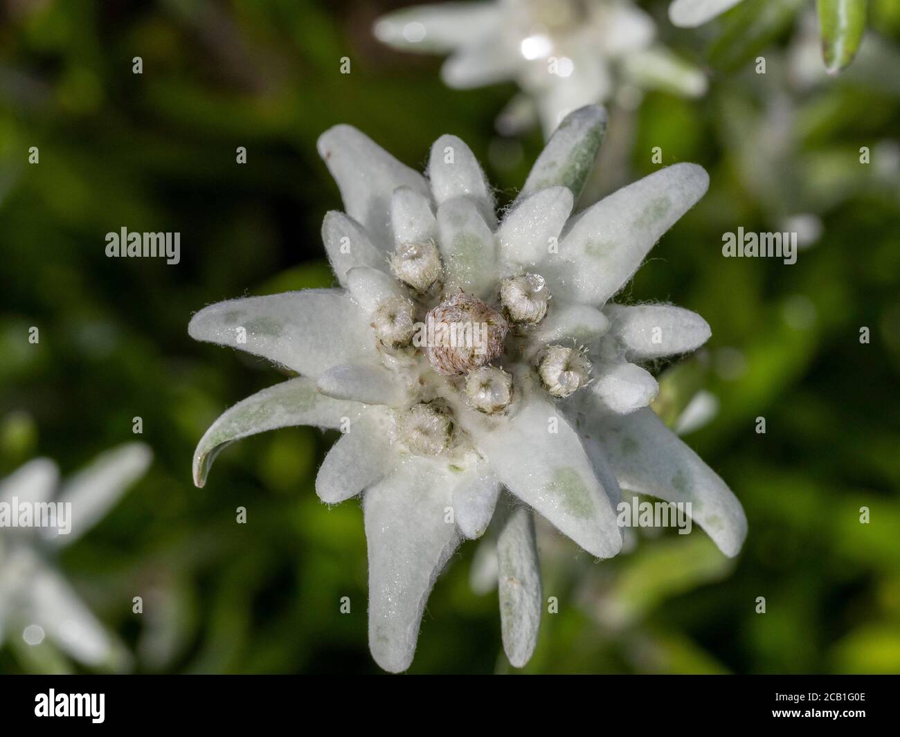 Alpine star flower hi-res stock photography and images - Alamy