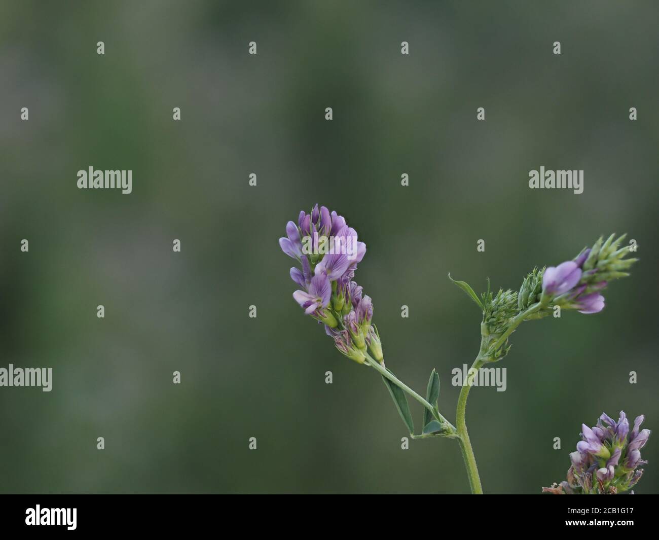 Alfalfa plant stem hi-res stock photography and images - Alamy