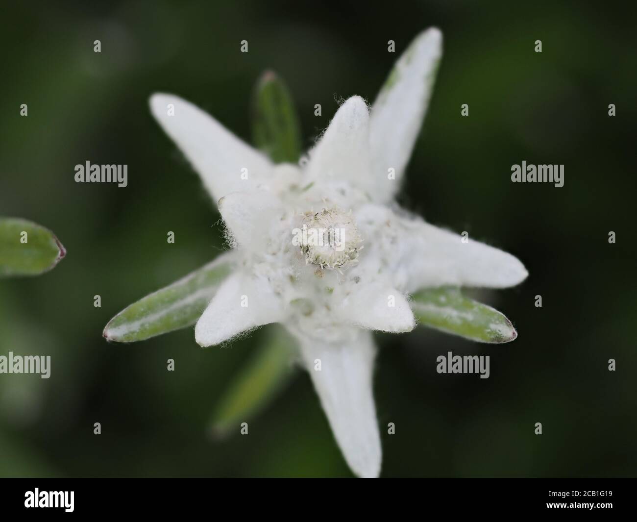 Alpine star flower hi-res stock photography and images - Alamy