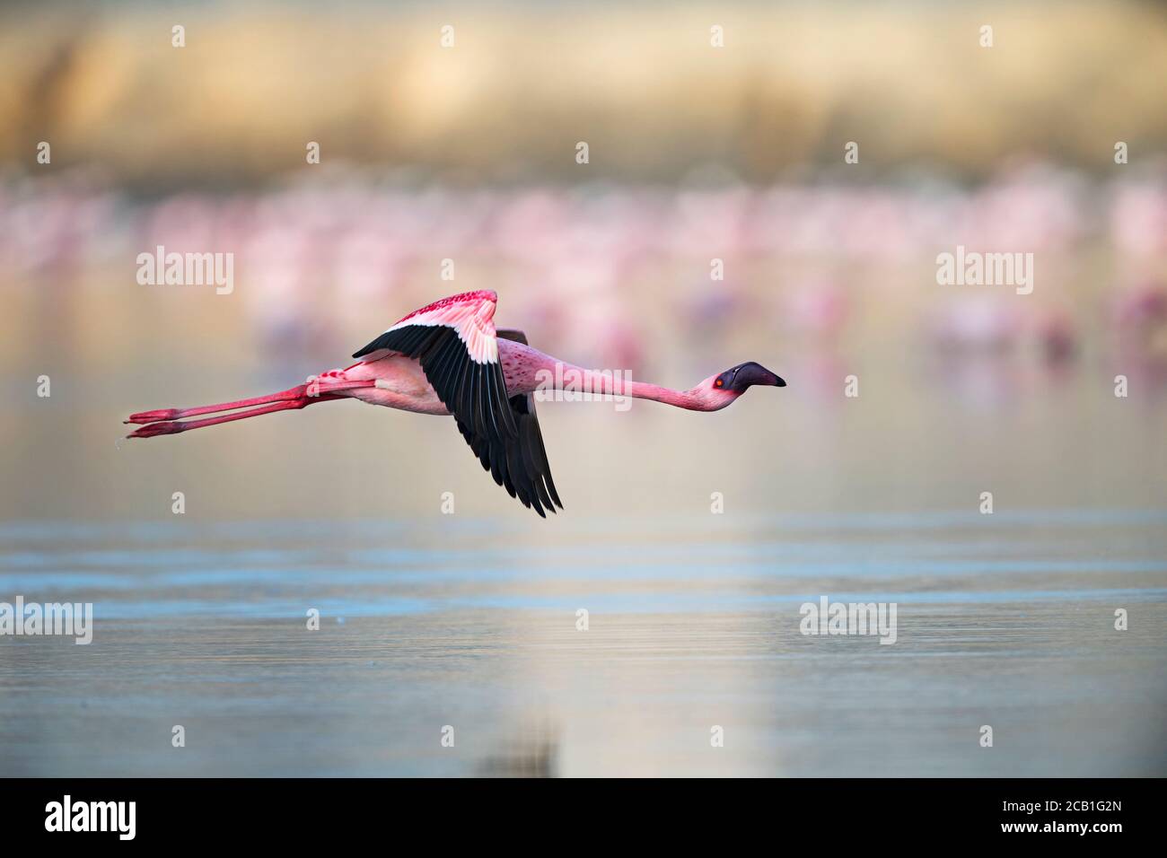 The image of Lesser flamingo (Phoenicoparrus minor) in flight at ...