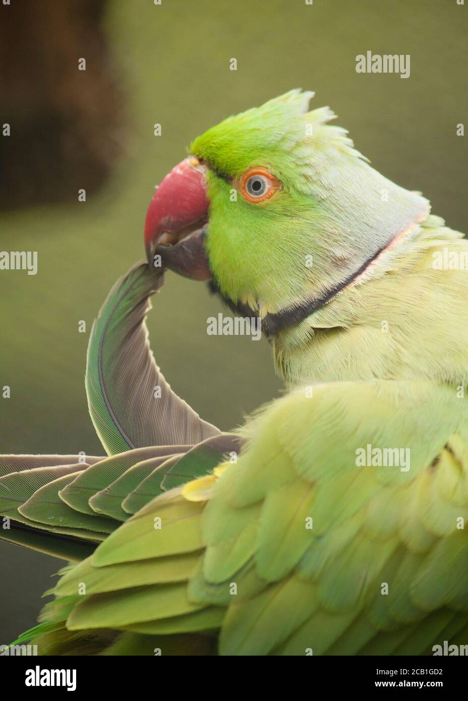 Rose-ringed parakeet grooming it's feathers Stock Photo - Alamy