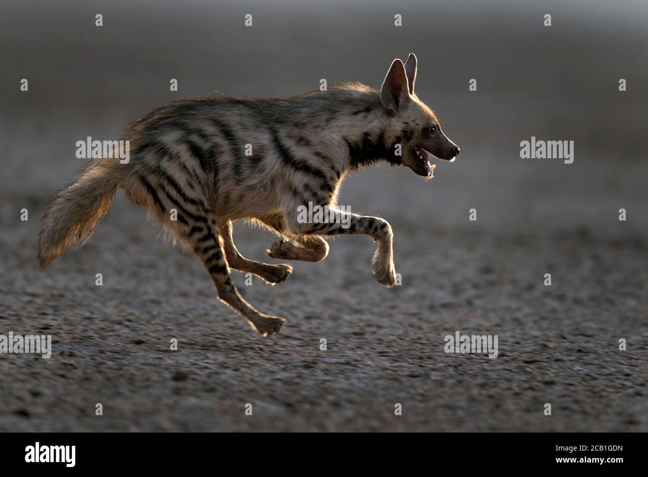 The image of Striped hyena (Hyaena hyaena) at LRK, in Gujurat, India ...