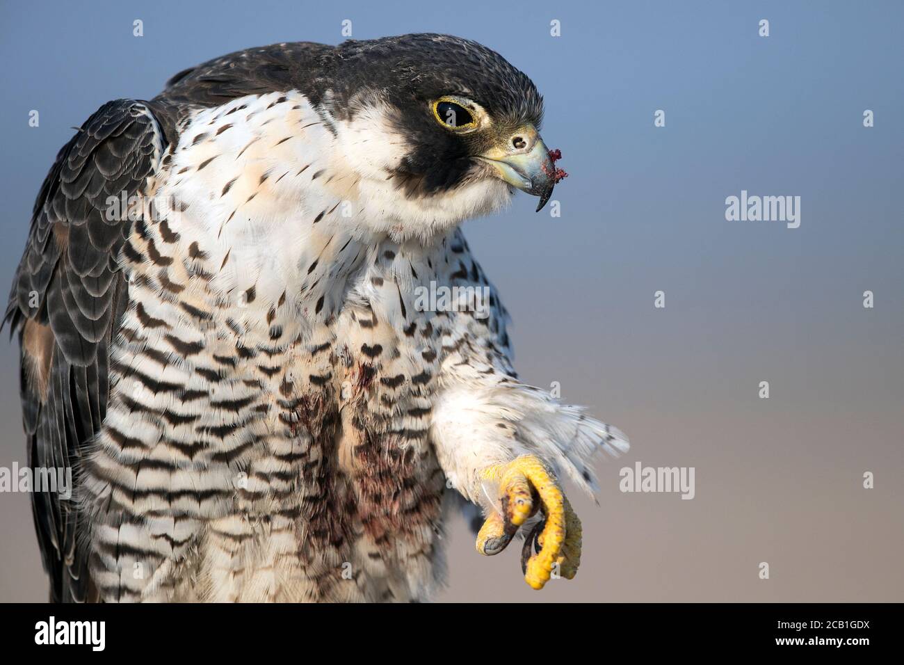 The image of Peregrine falcon (Falco peregrinus) in LRK, Gujurat, India ...