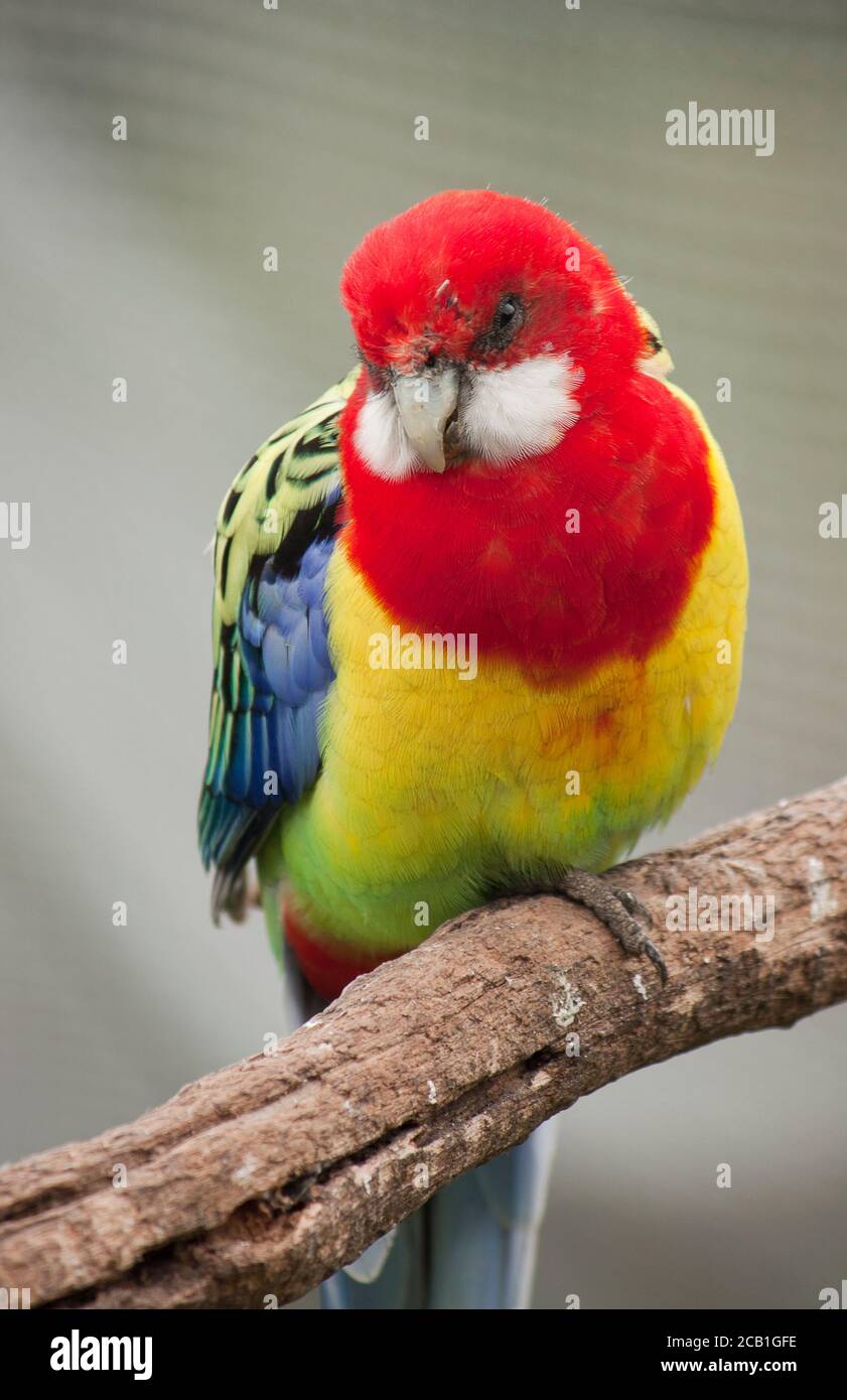 Rosella bird hi-res stock photography and images - Alamy