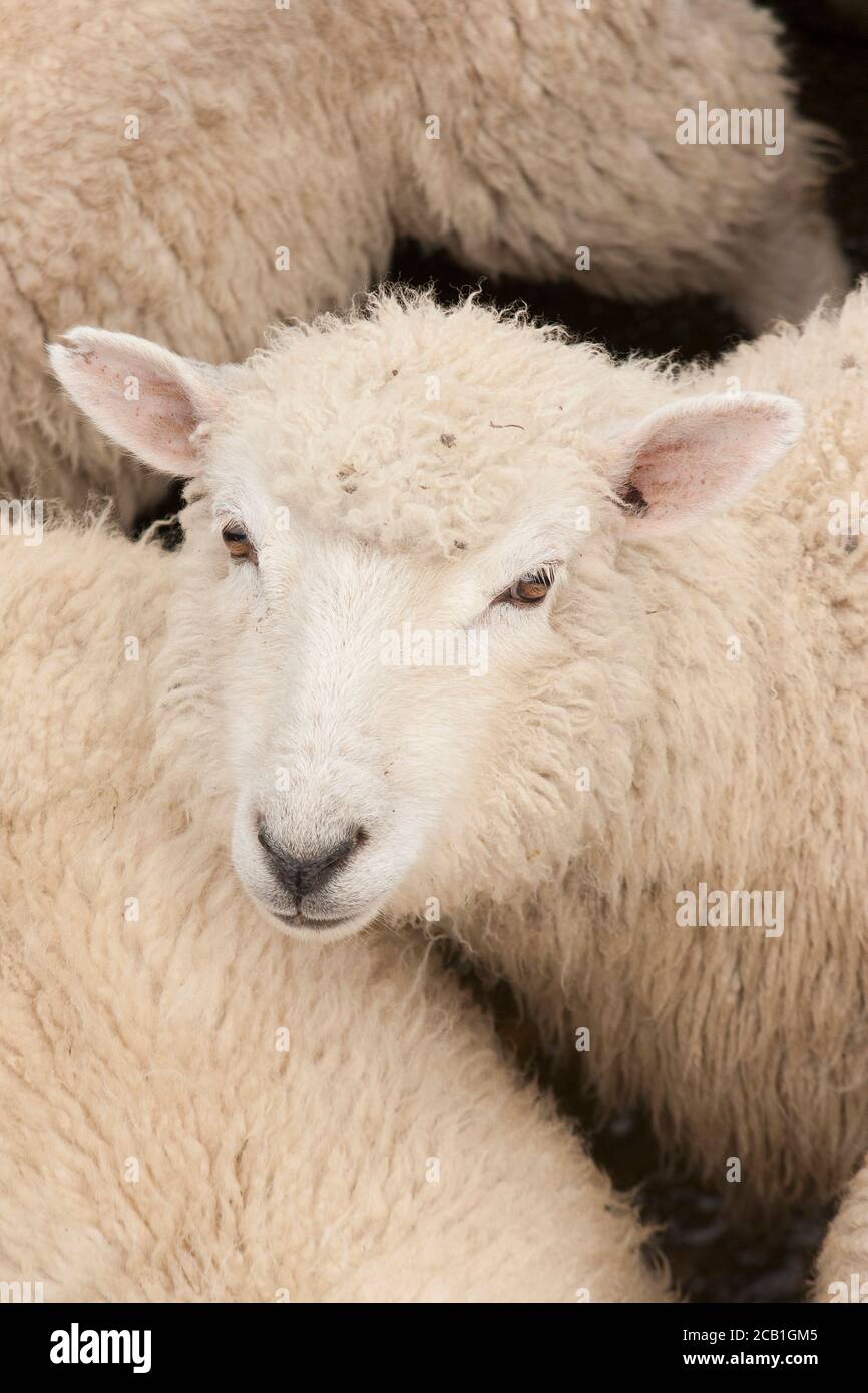 Sheep in flock Stock Photo - Alamy