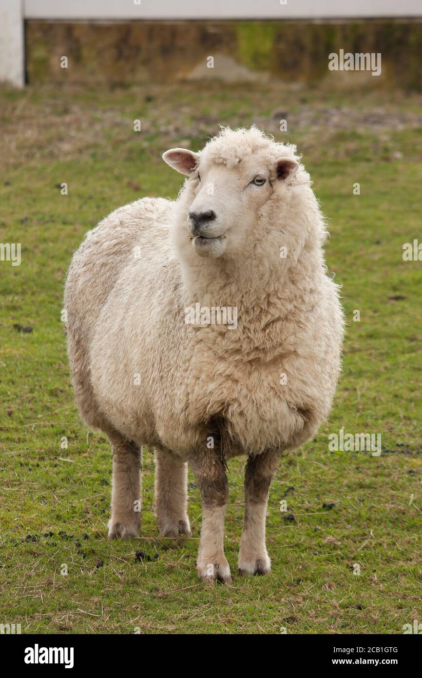 Sheep in paddock Stock Photo - Alamy