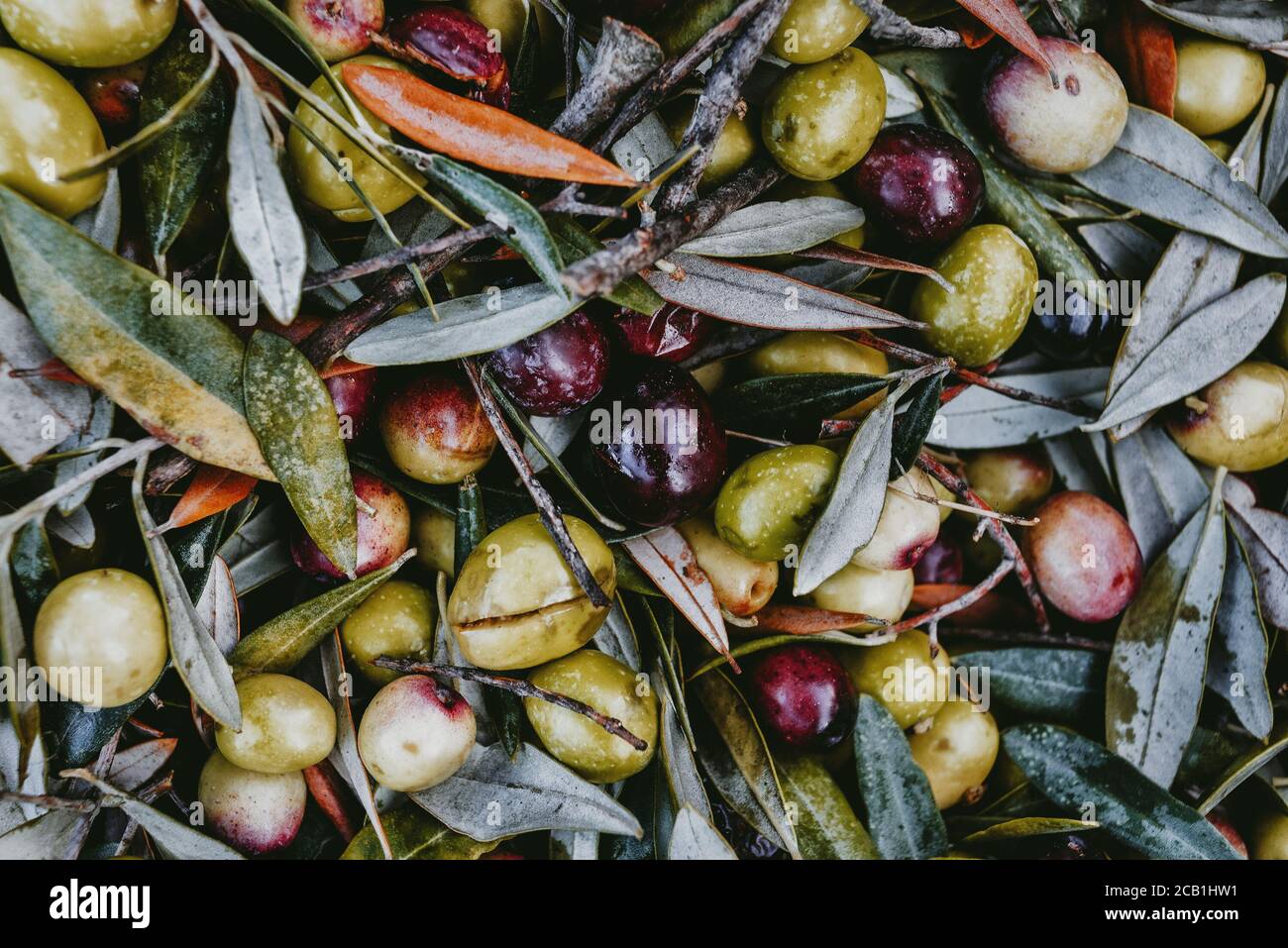 Olive Harvest High Resolution Stock Photography and Images - Alamy