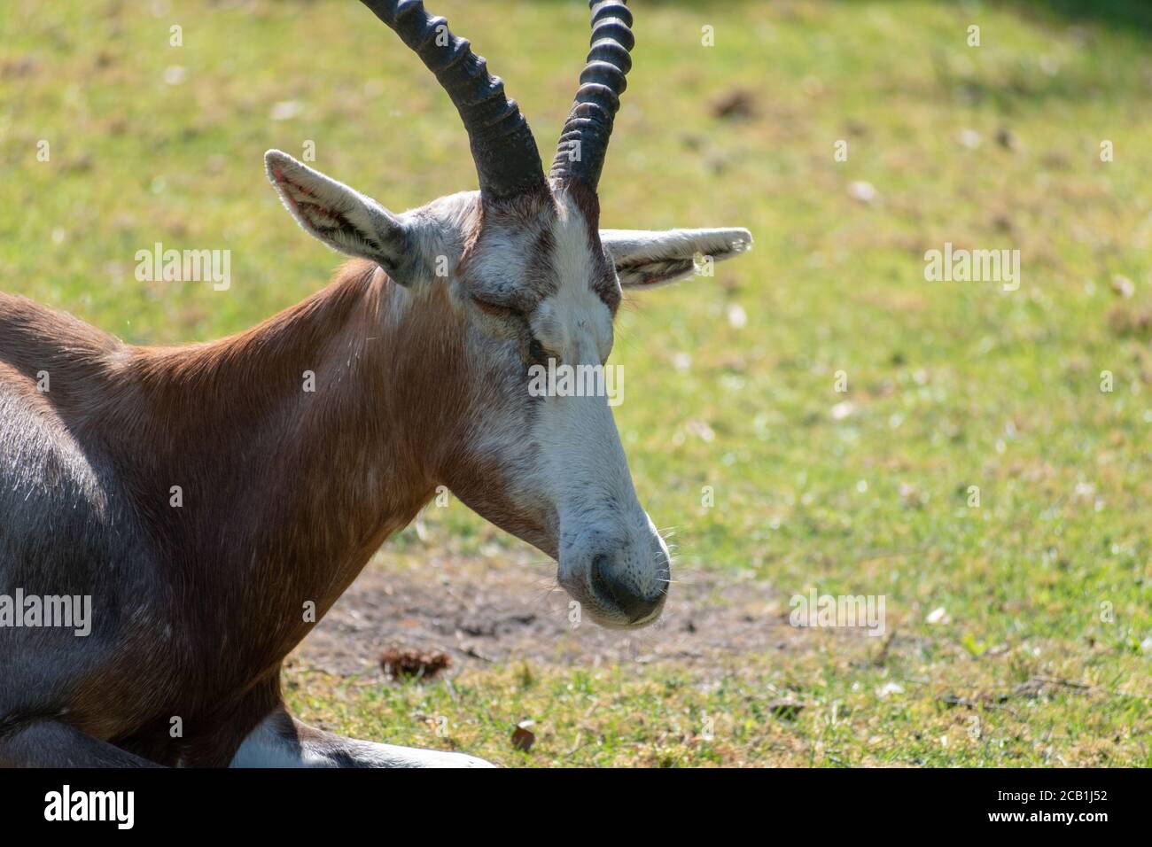 Closeup shot of a young springbok on a blurred background Stock Photo ...