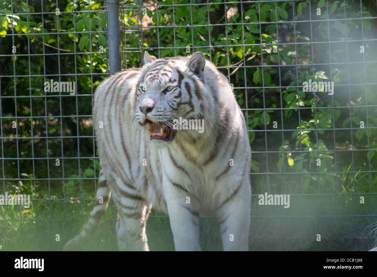 White striped tiger in a zoo Stock Photo - Alamy