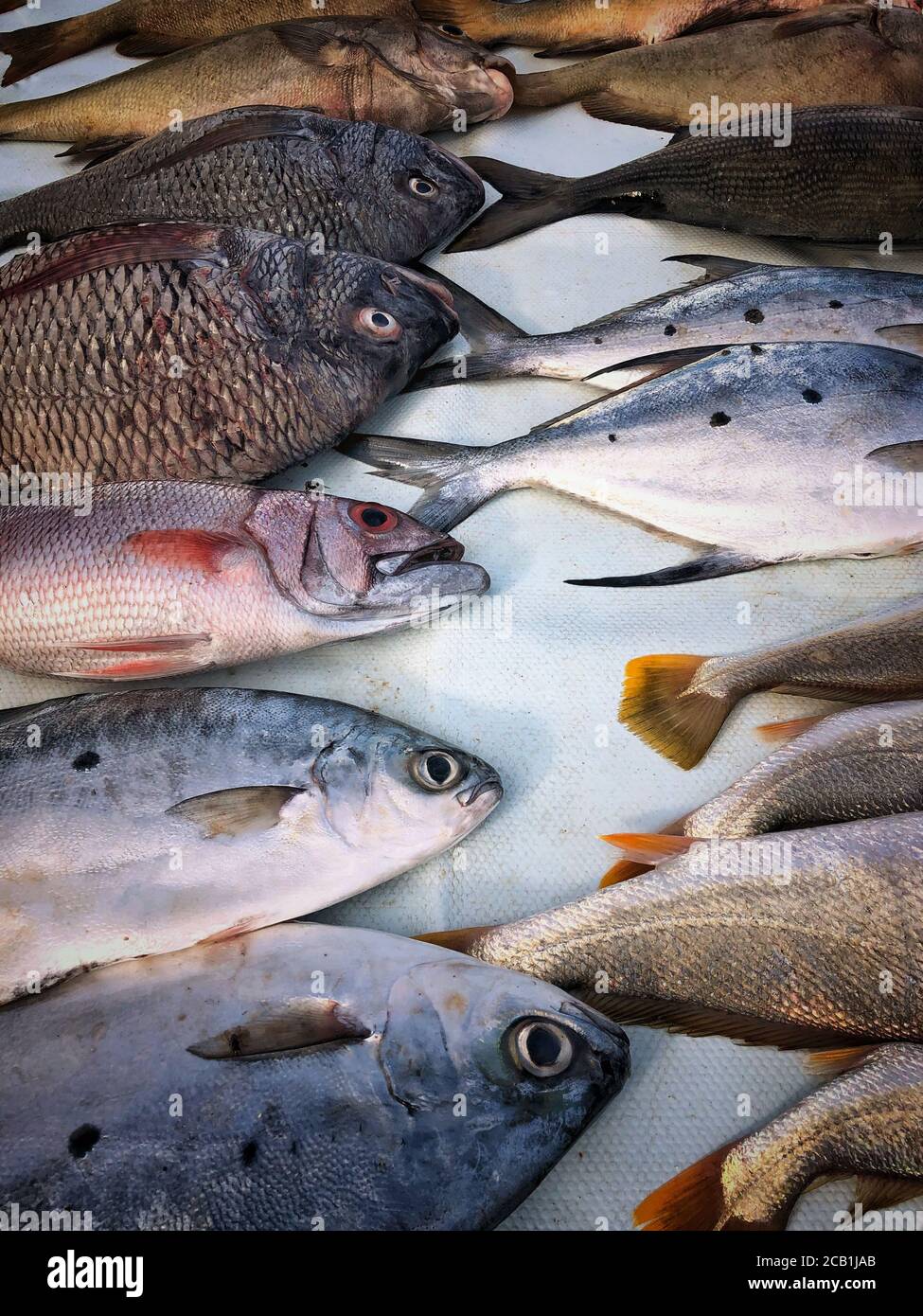 background with variety of fishes at fishmarket Stock Photo - Alamy