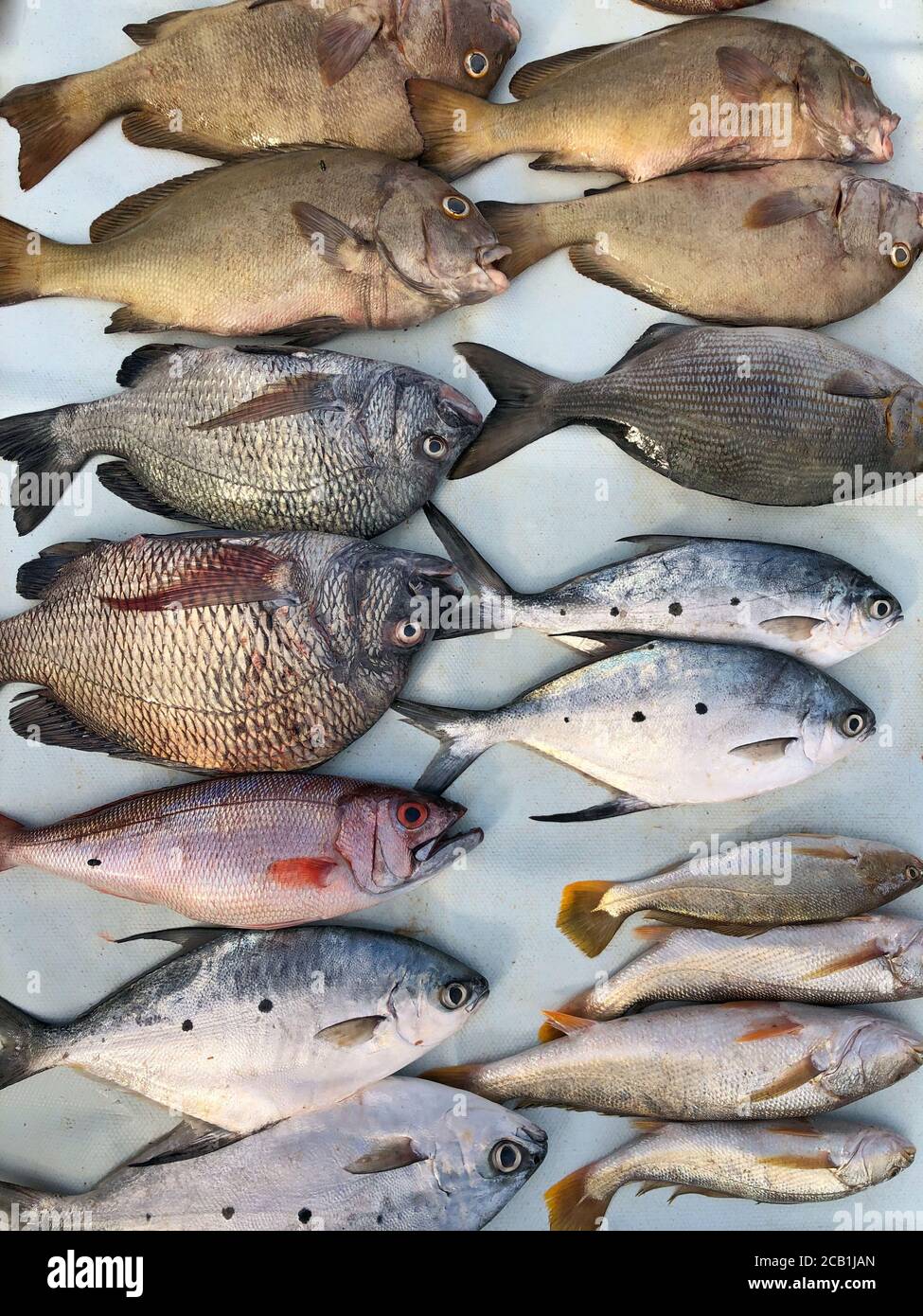 background with variety of fishes at fishmarket Stock Photo - Alamy