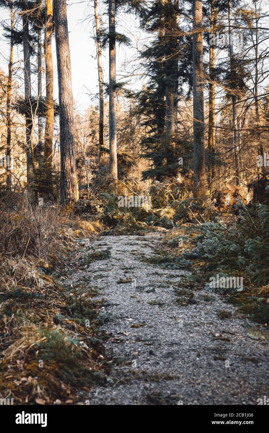scenery shot of a storm damaged forest, broken trees after hurricane in ...